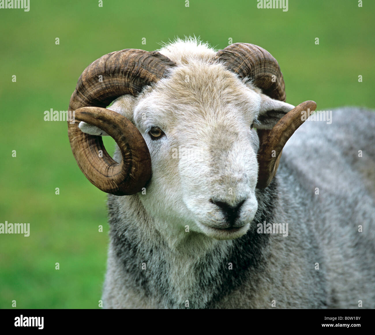 Herdwick sheep - portrait Stock Photo - Alamy