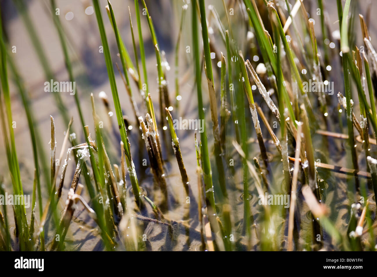 Palm reeds hi-res stock photography and images - Alamy