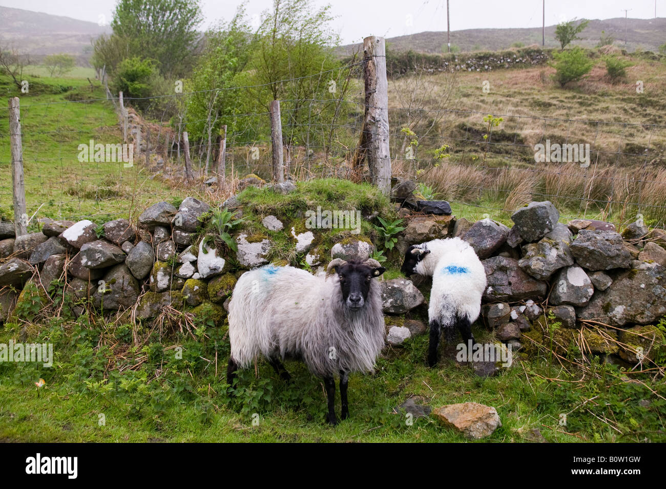A mother sheep watching over her lamb Ireland Stock Photo - Alamy