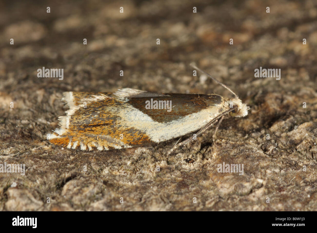 Ancylis moth hi-res stock photography and images - Alamy