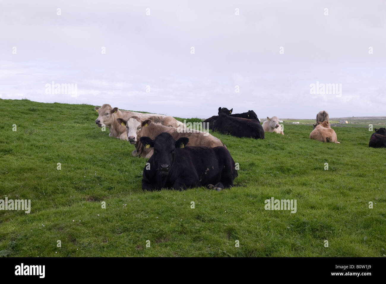 Sitting cows hi-res stock photography and images - Alamy