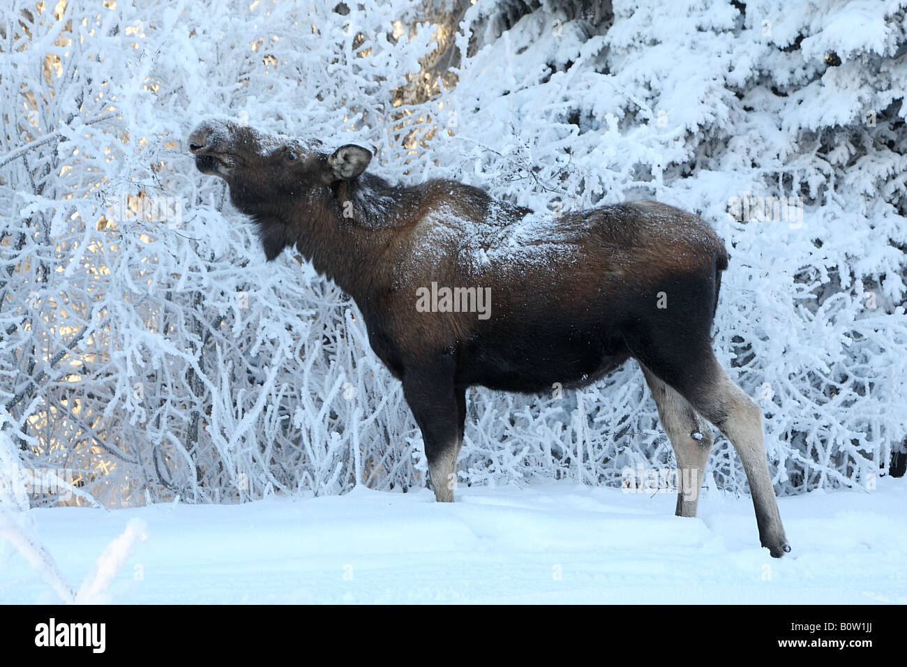 Moose (Alces alces) standing in snow while eating twigs Stock Photo - Alamy