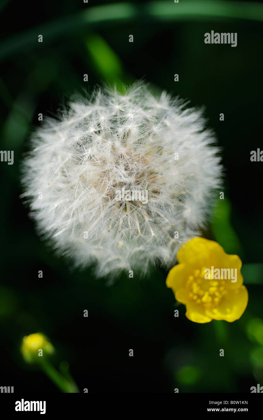 Dandelion buttercup hi-res stock photography and images - Alamy