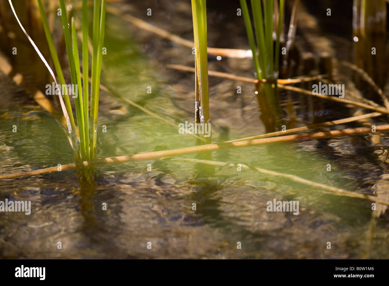 Palm reeds hi-res stock photography and images - Alamy