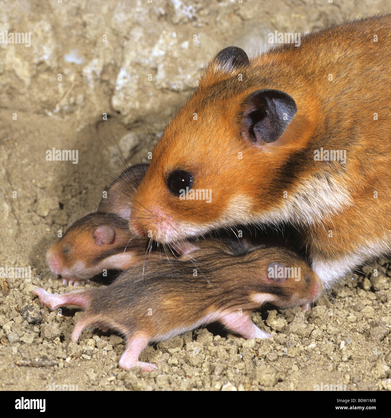 Golden hamster and cubs / Mesocricetus auratus Stock Photo - Alamy