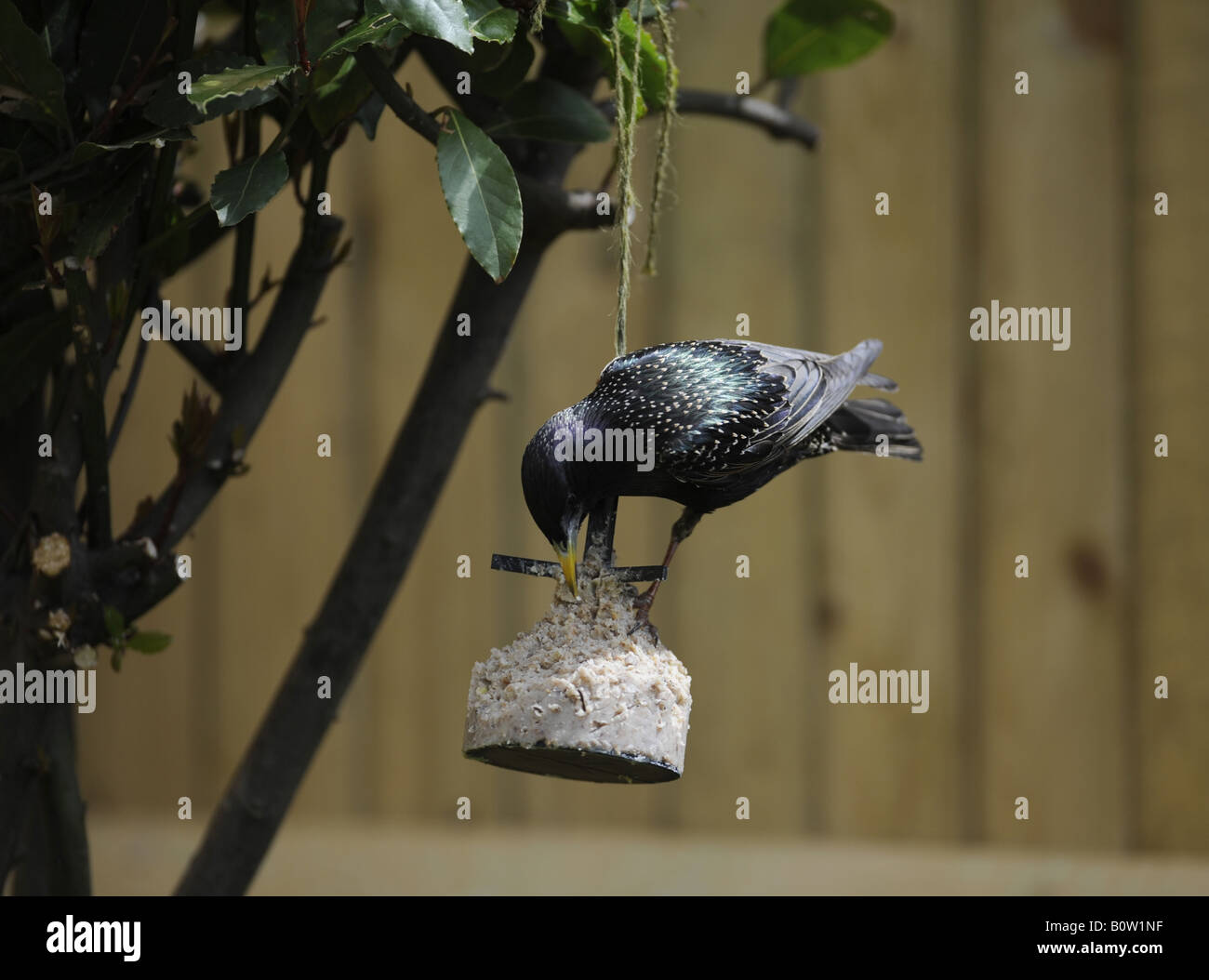 Fat ball birds hi-res stock photography and images - Alamy