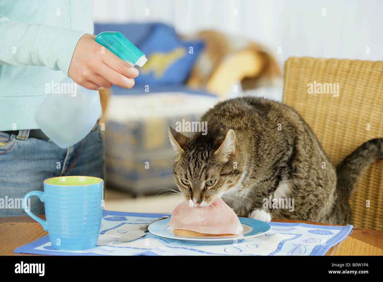 cat at table - bad habit Stock Photo - Alamy