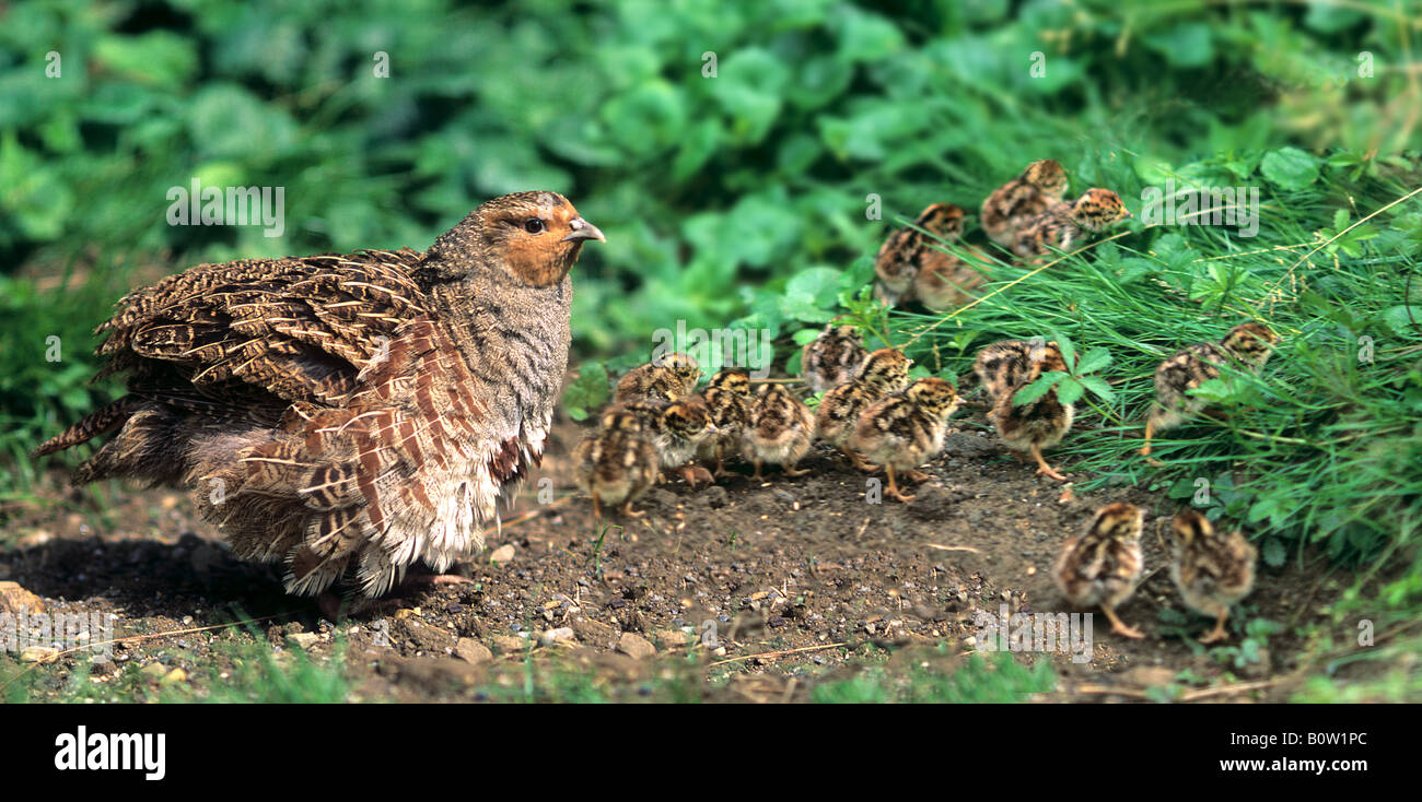 Grey Partridge, Gray Partridge (Perdix perdix). Hen with several chicks ...