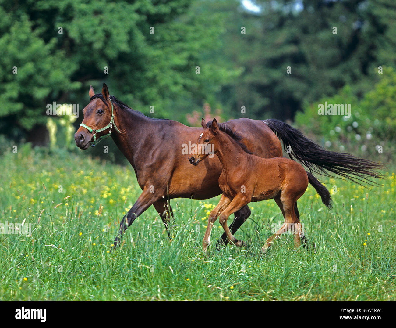 French Trotter Horse Stock Photos & French Trotter Horse Stock Images ...