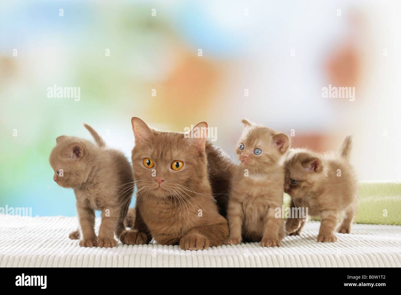 3 colour cat hi-res stock photography and images - Alamy