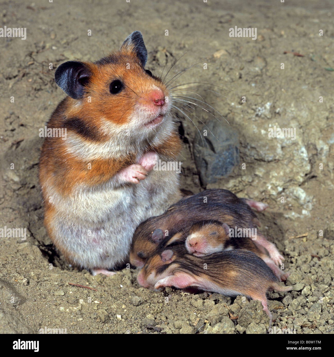 Golden hamster cub hi-res stock photography and images - Alamy