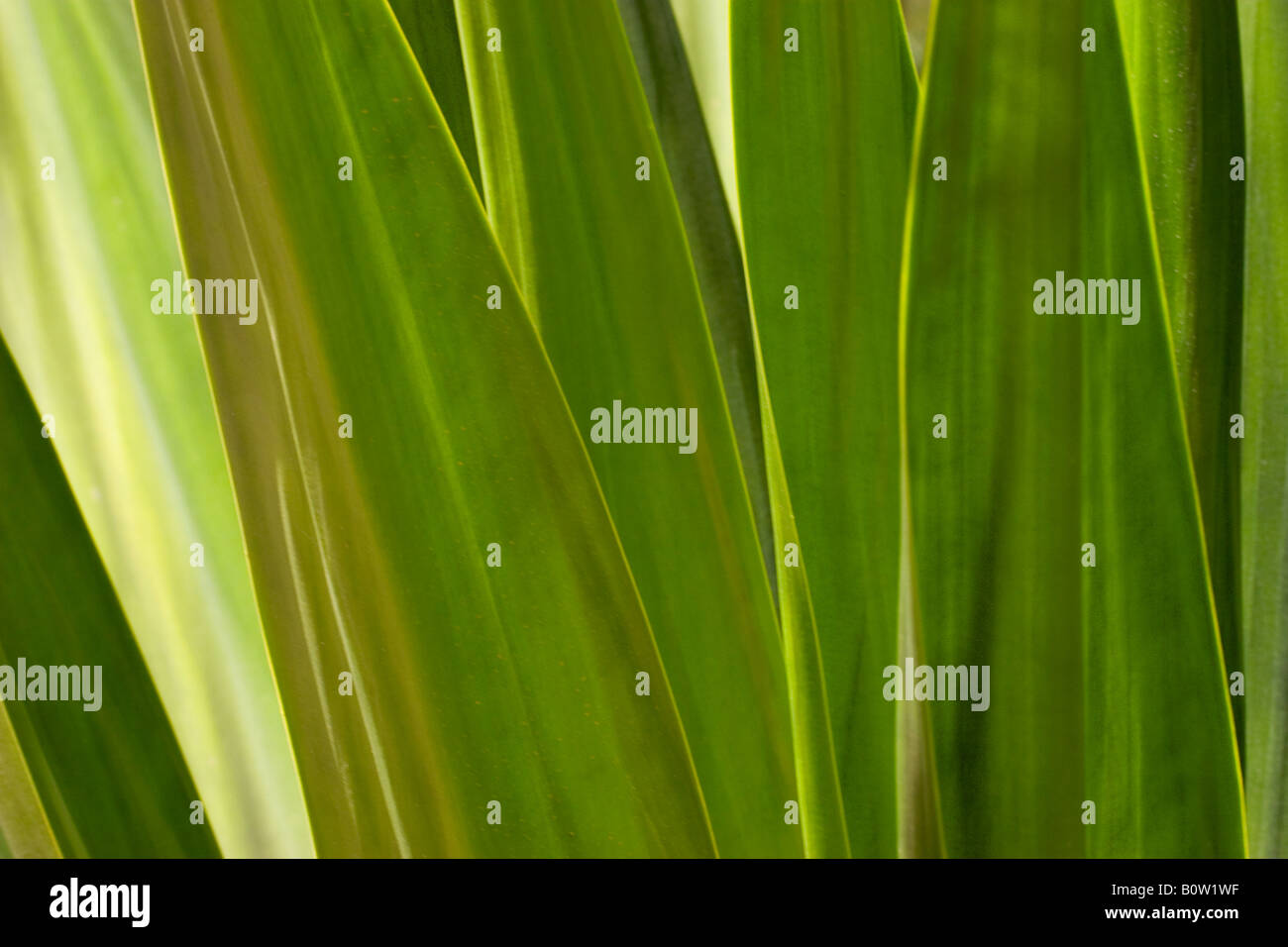 Close up abstract of plant spines Stock Photo - Alamy