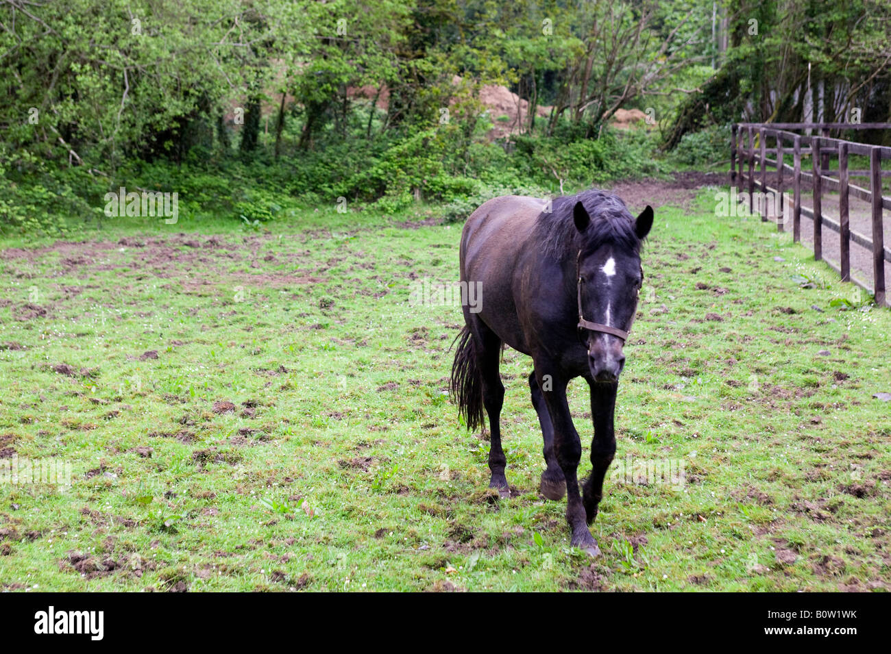 A horse in a fenced in field Ireland Stock Photo - Alamy