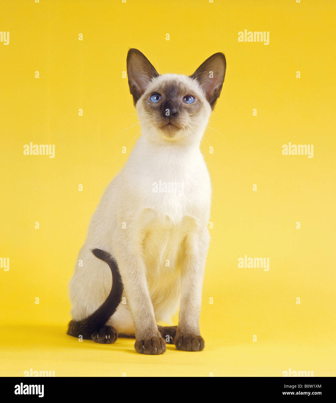 Siamese cat - sitting - cut out Stock Photo - Alamy