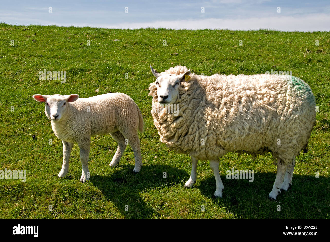 Netherlands sheep Lamb Lek river dike bank dam Stock Photo - Alamy