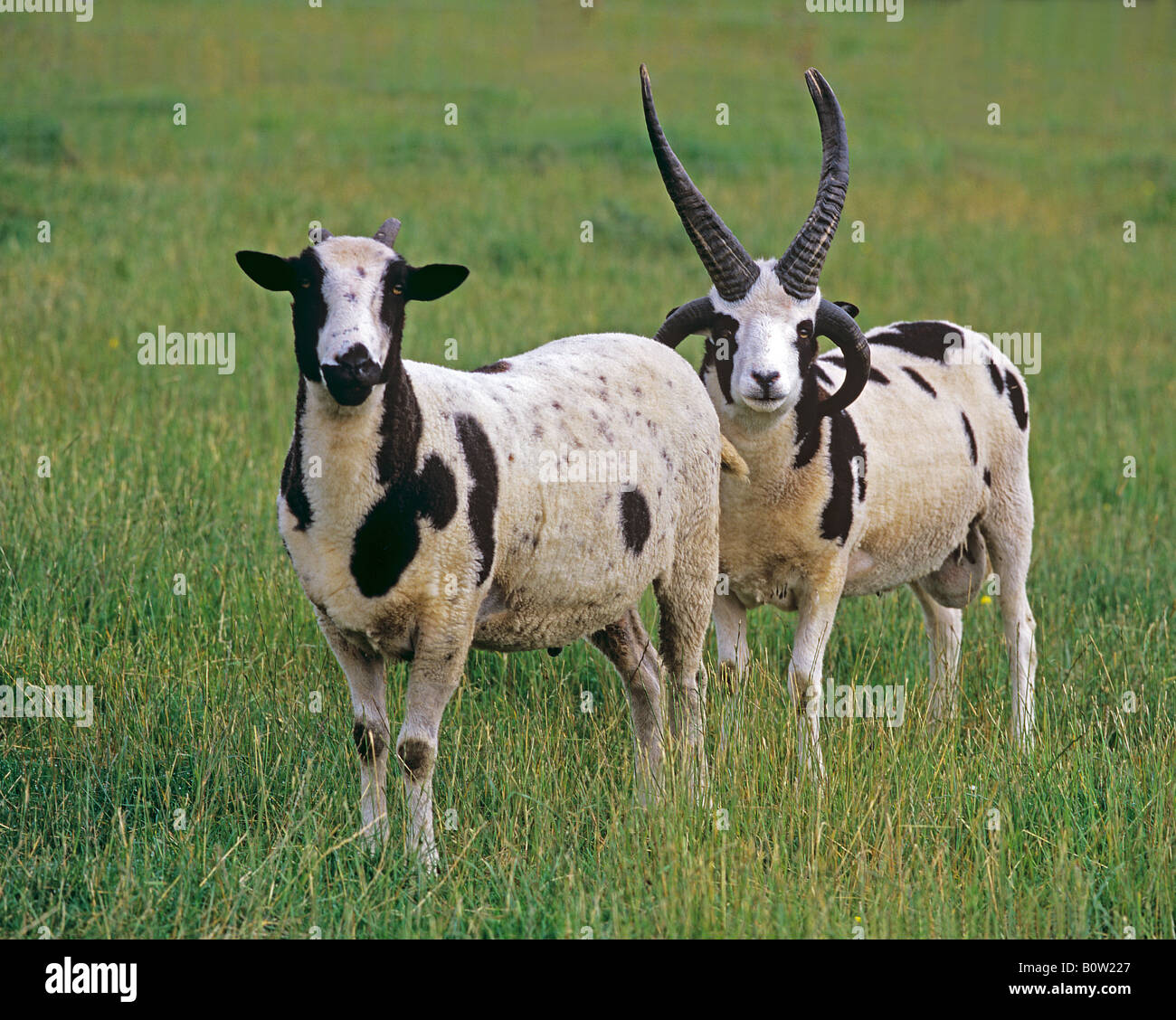 Male And Female Sheep High Resolution Stock Photography and Images - Alamy