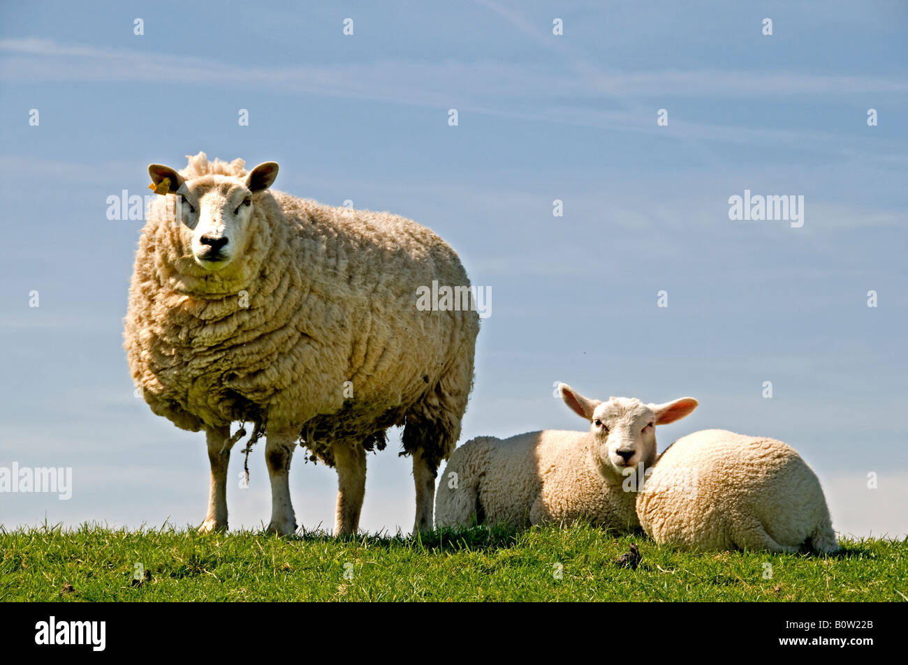Netherlands sheep Lamb Lek river dike bank dam Stock Photo - Alamy