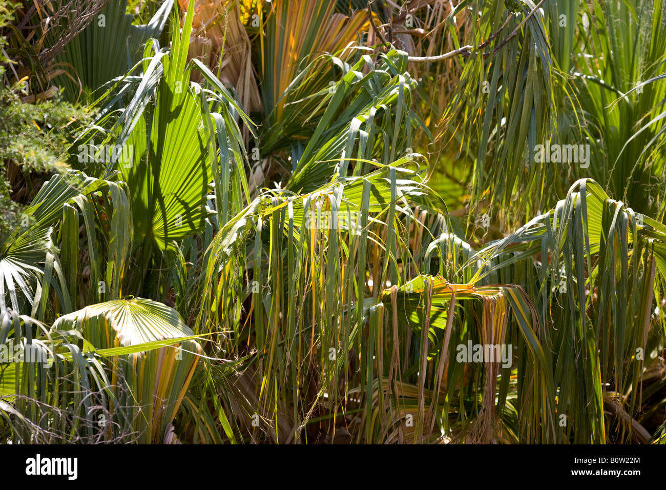 Grove springs hi-res stock photography and images - Alamy