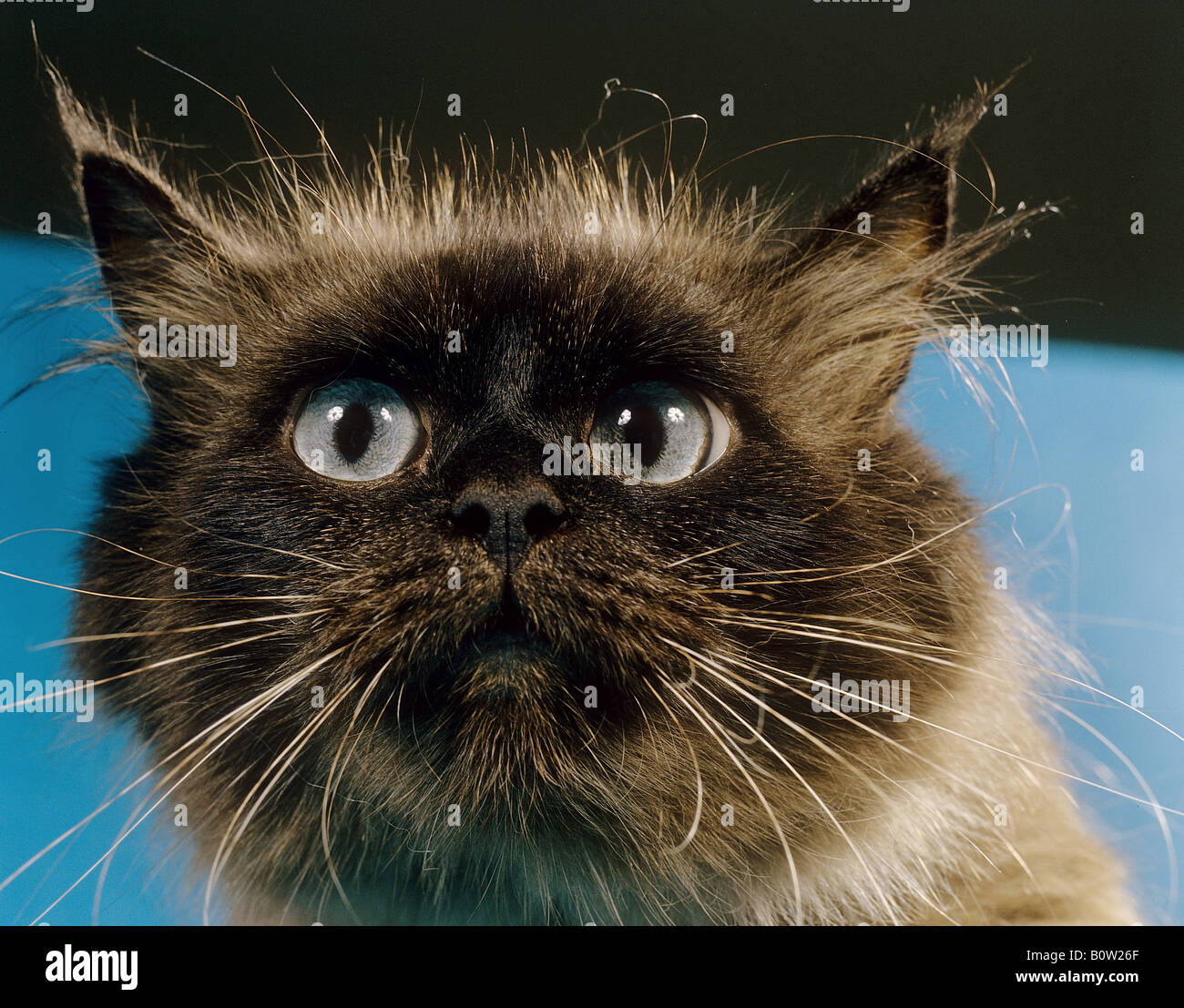 Colourpoint - portrait Stock Photo - Alamy