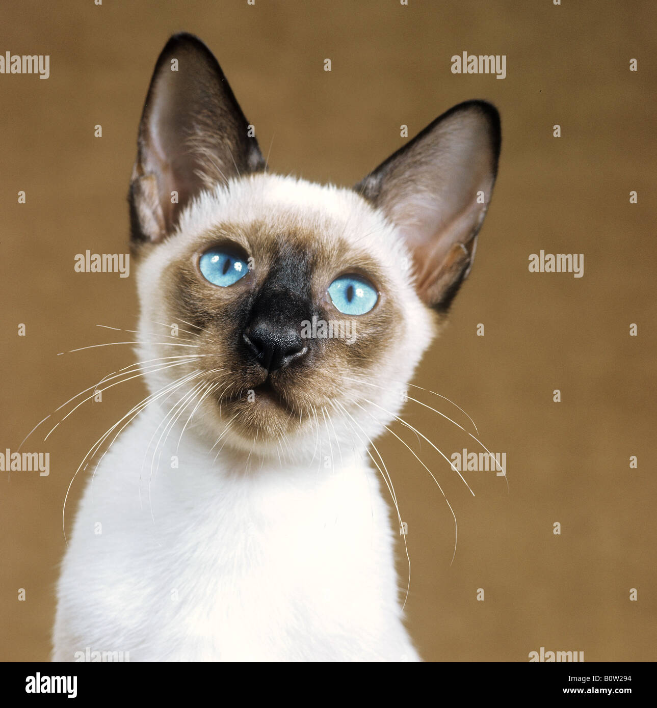 Siamese Cat. Portrait of adult cat Stock Photo - Alamy