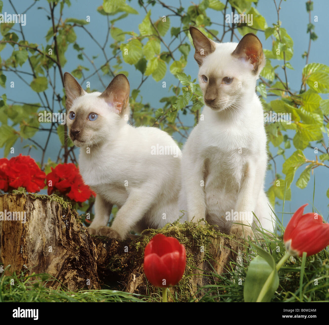 two siamese cats - sitting on tree trunk Stock Photo - Alamy