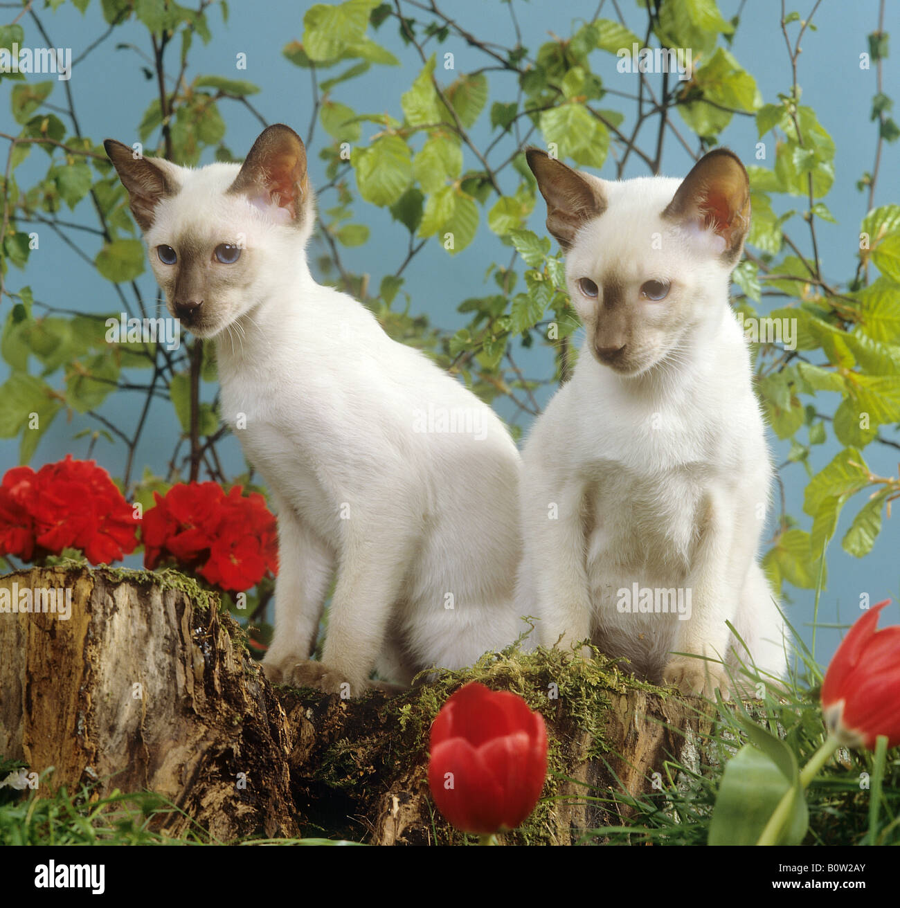 two siamese cats - sitting on tree trunk Stock Photo - Alamy