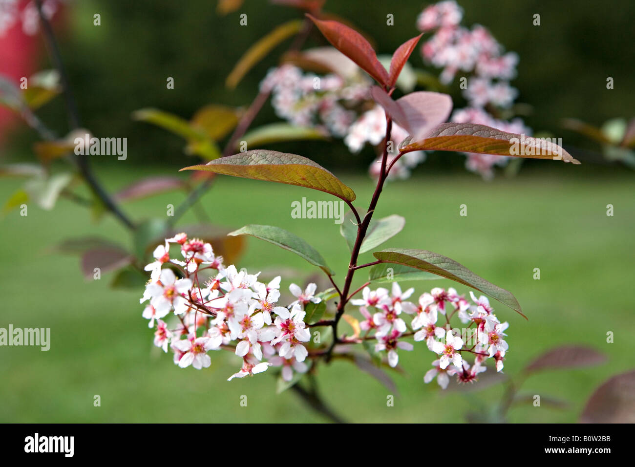 Blooming Padus avium Rosaceae Colorata shrub in LU Botanical Garden ...