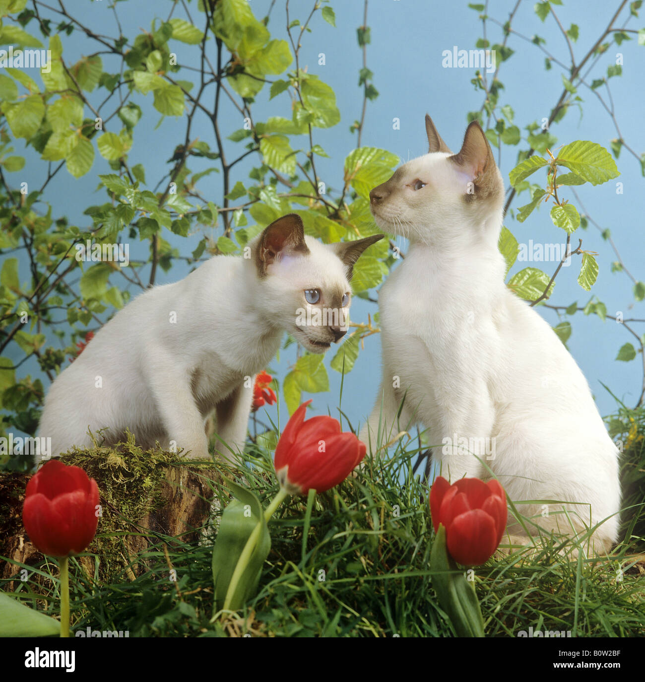 two siamese cats - sitting on tree trunk Stock Photo - Alamy