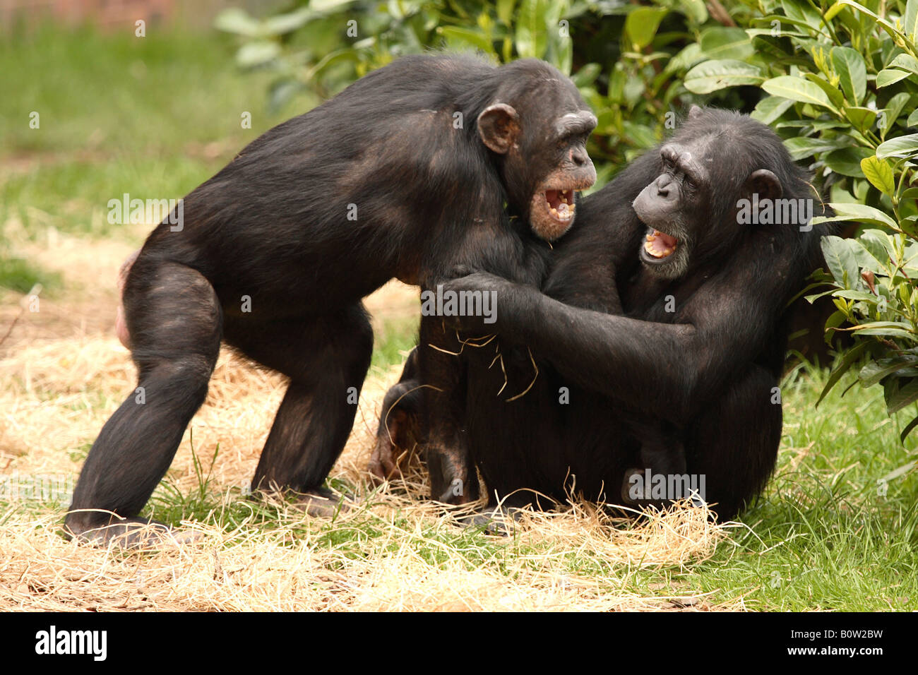 Chimp monkey hi-res stock photography and images - Alamy