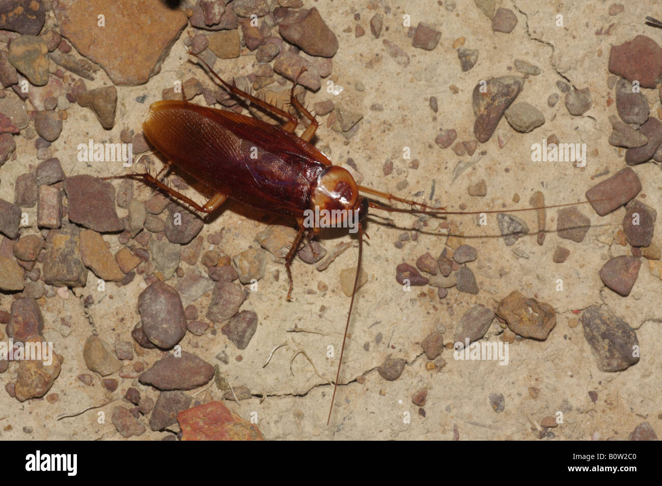 American Cockroach - Periplaneta americana Stock Photo - Alamy