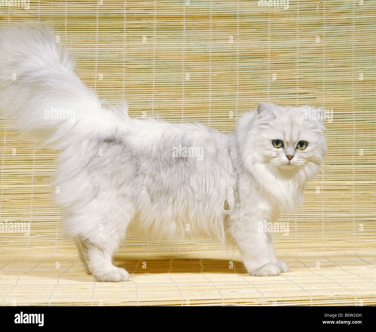 Silver Persian Cat