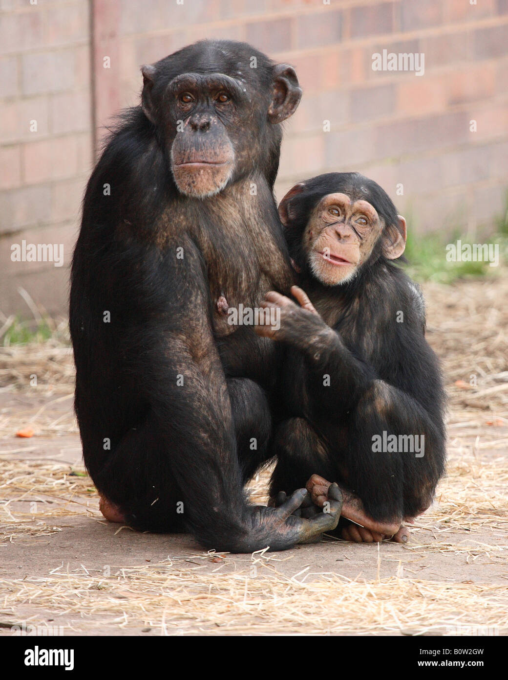 Mother and Baby Chimp Stock Photo - Alamy