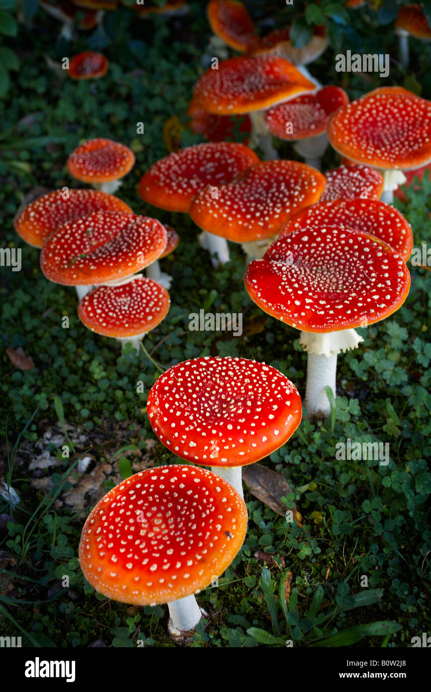 Fly agaric toadstool on an autumn day Stock Photo - Alamy