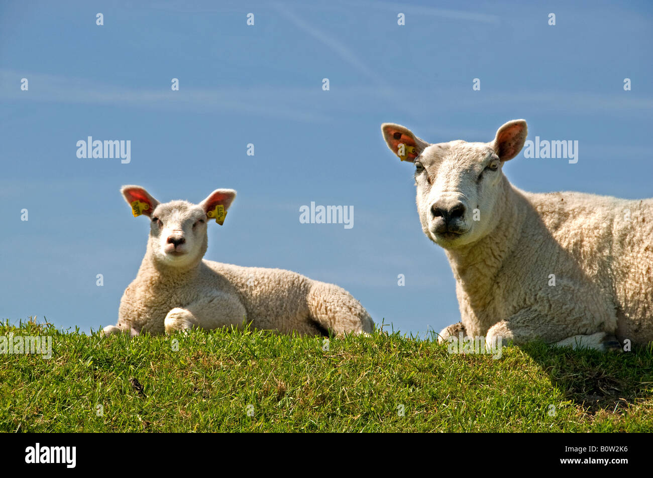 Netherlands sheep Lamb Lek river dike bank dam Stock Photo - Alamy