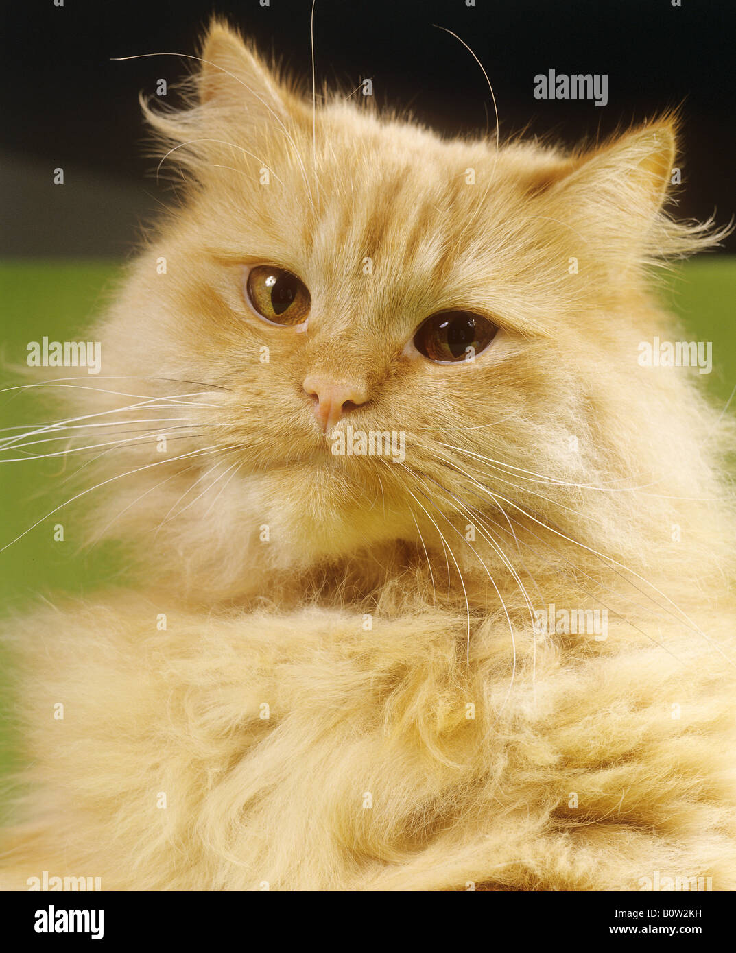 red persian cat - portrait Stock Photo - Alamy