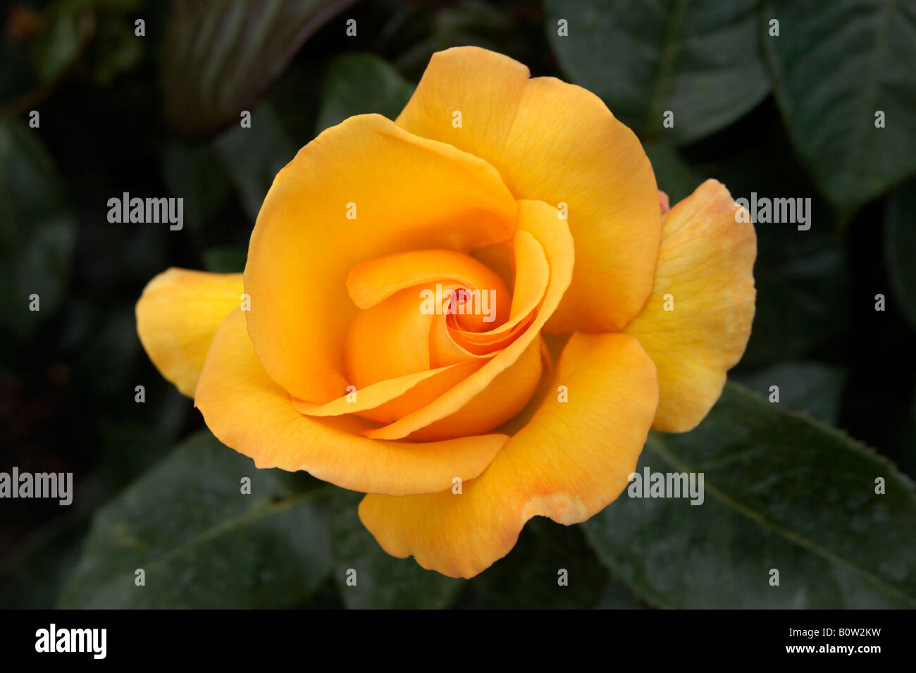Keep smiling rose hi-res stock photography and images - Alamy