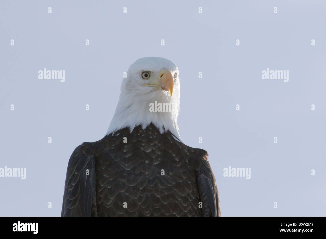 Bald eagle looking camera hi-res stock photography and images - Alamy