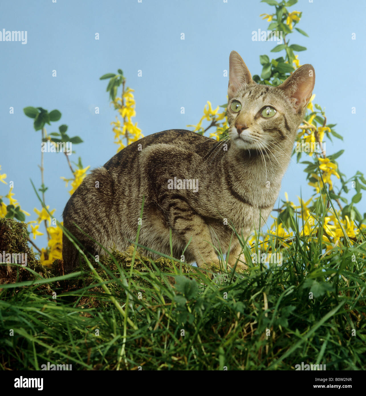 Oriental shorthair cat hi-res stock photography and images - Alamy