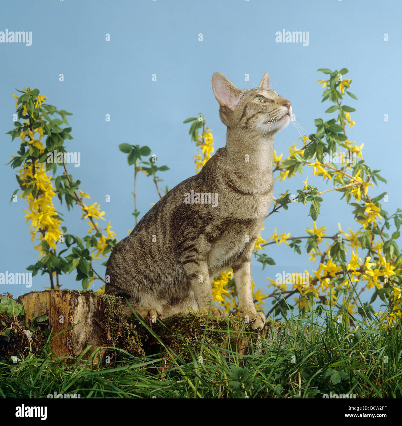 Oriental shorthair cat hi-res stock photography and images - Alamy