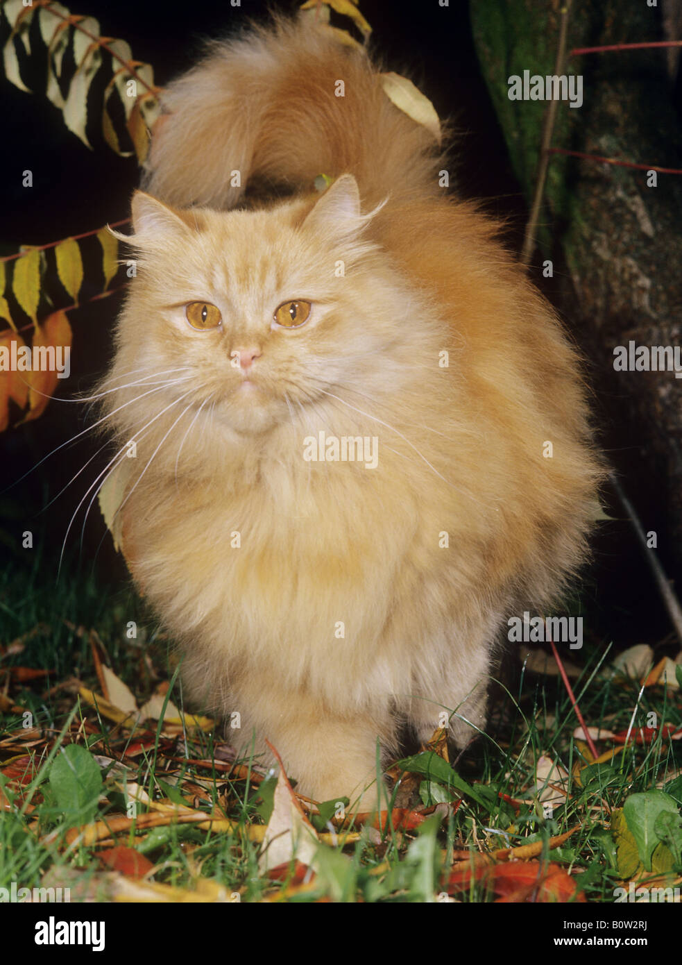 persian cat - standing Stock Photo - Alamy