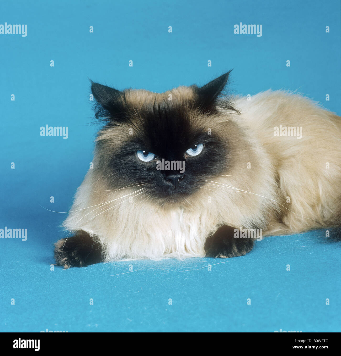 Colourpoint - lying - cut out Stock Photo - Alamy