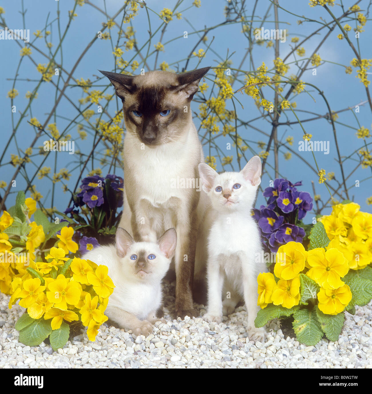 siamese cat with two kitten Stock Photo - Alamy