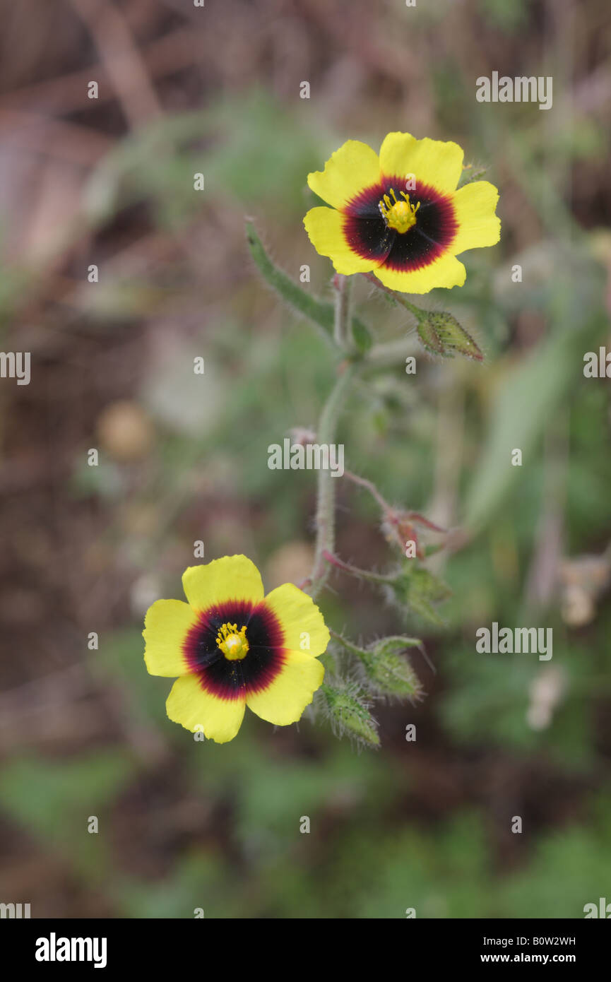 Tuberaria guttata flower hi-res stock photography and images - Alamy