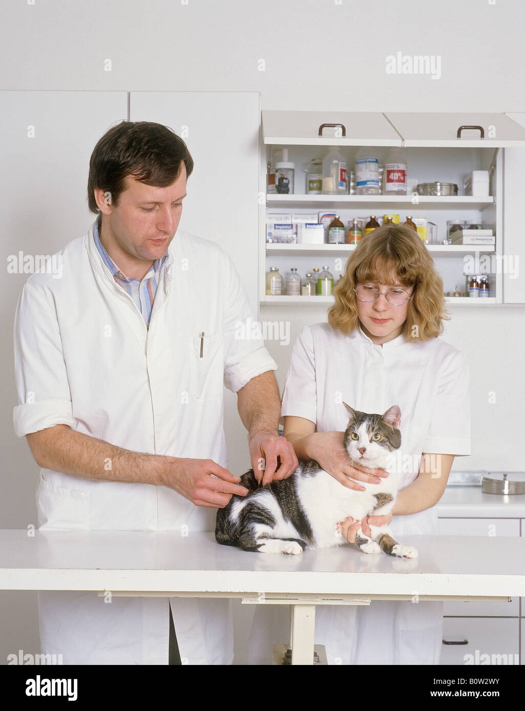 veterinary: domestic cat examination Stock Photo - Alamy