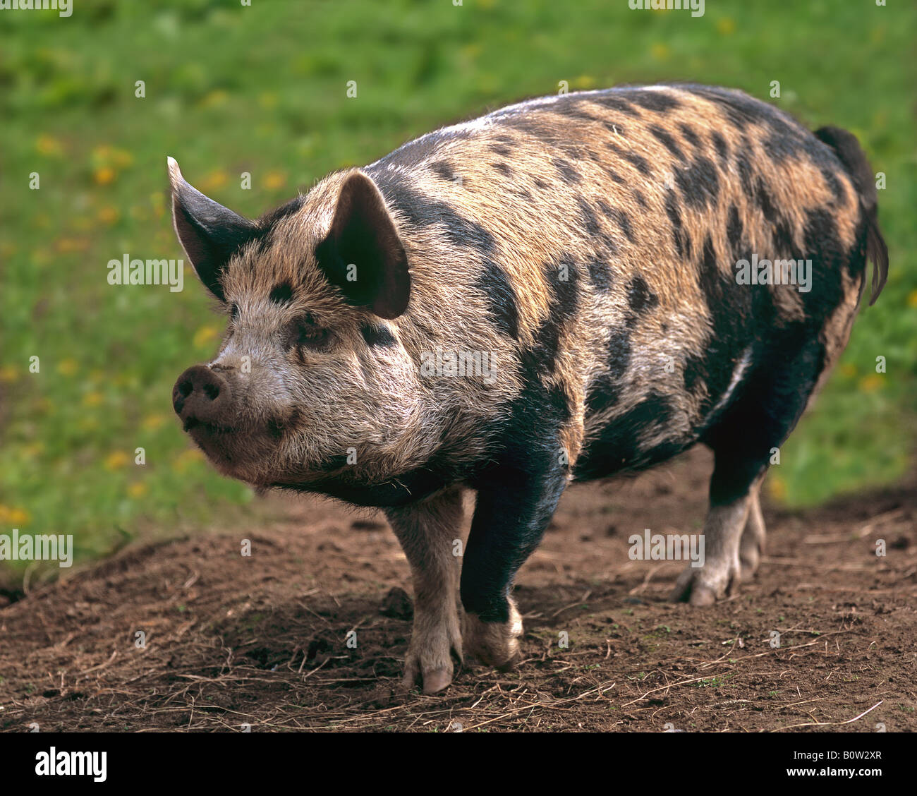 Kune Kune Pig High Resolution Stock Photography and Images - Alamy
