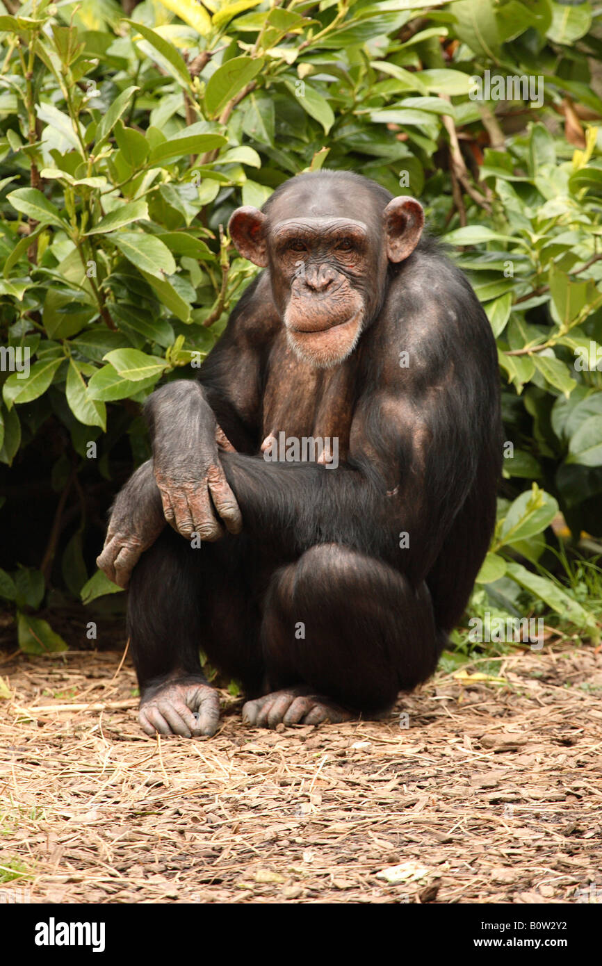 Chimp at zoo hi-res stock photography and images - Alamy