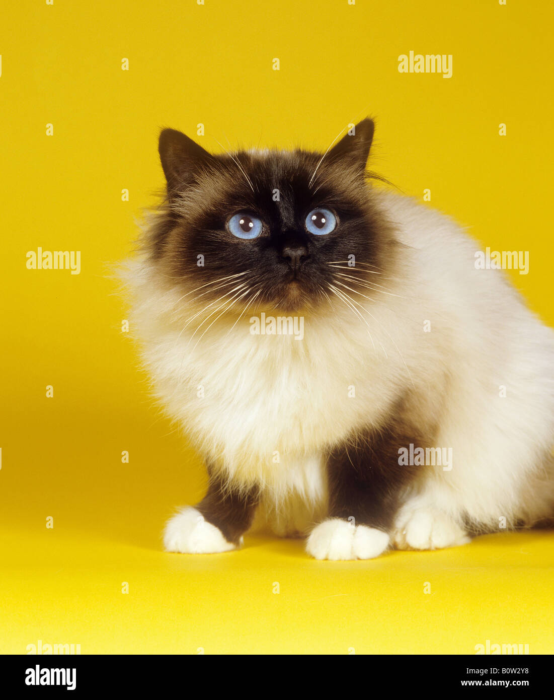 Colourpoint persian hi-res stock photography and images - Alamy