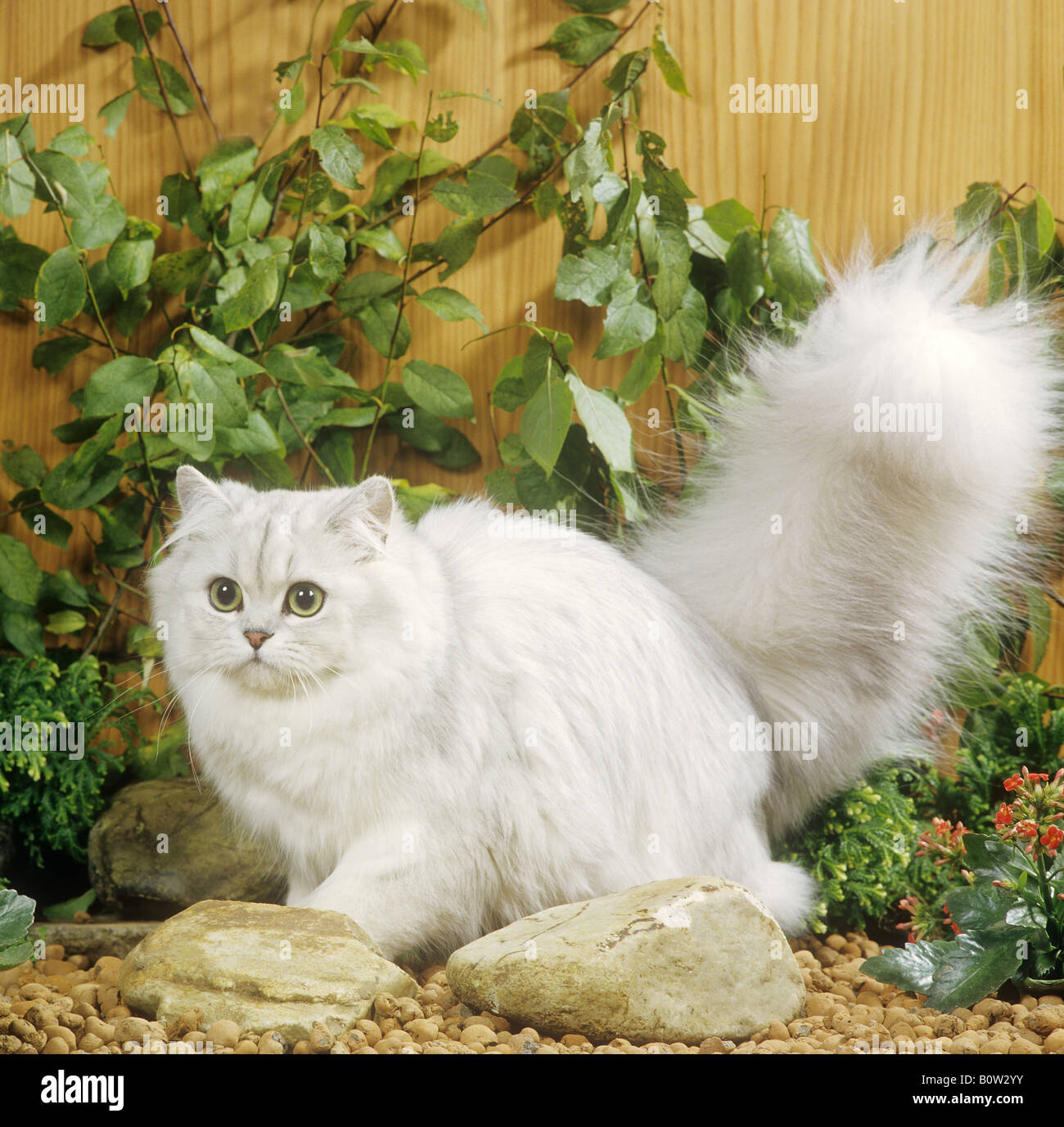Shaded silver persian cat hi-res stock photography and images - Alamy