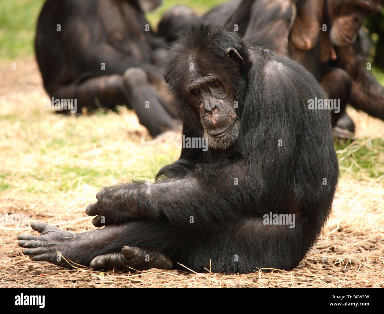 Chimp at zoo hi-res stock photography and images - Alamy