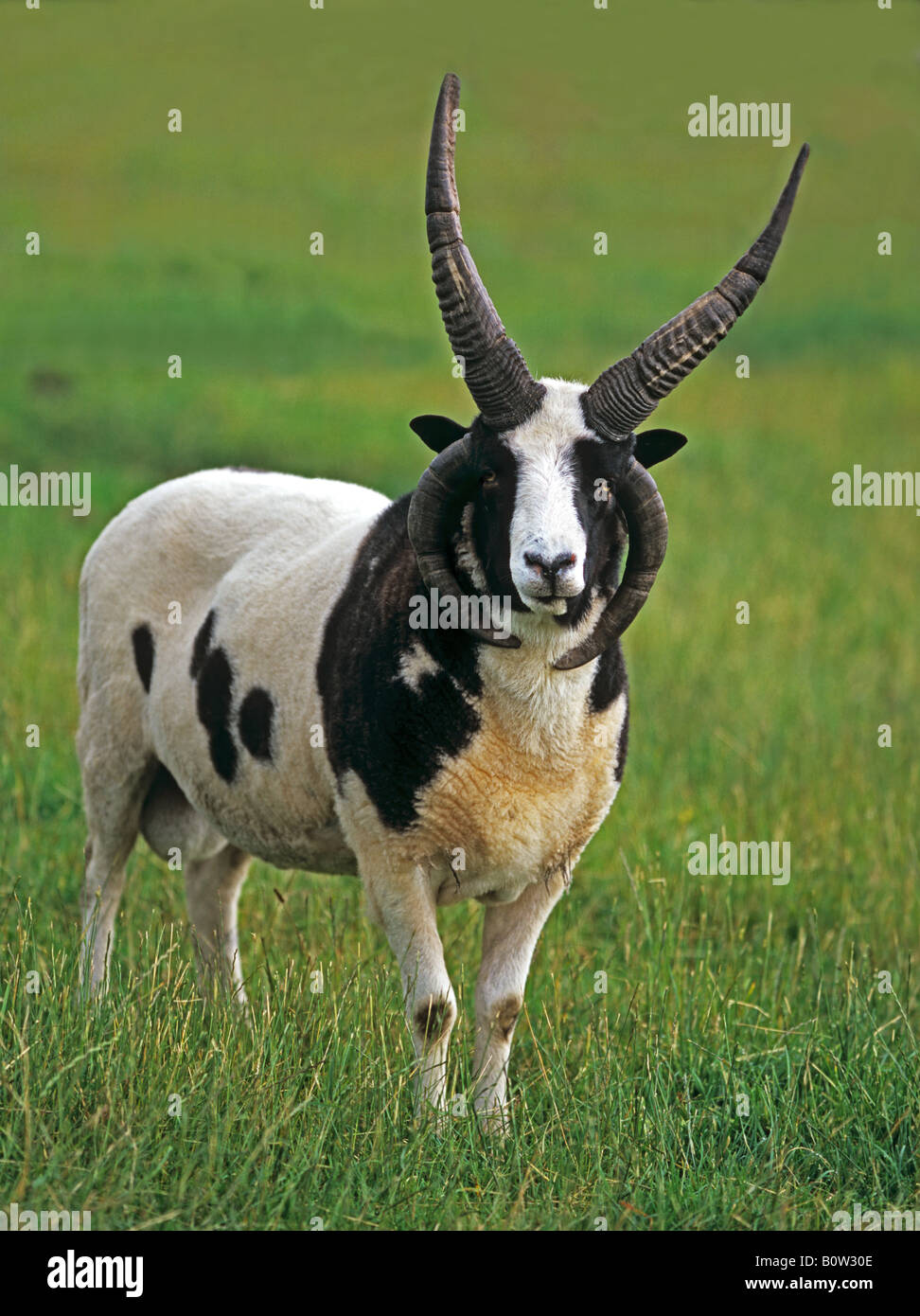 Jacob Sheep. Adult ram standing on a pasture Stock Photo - Alamy